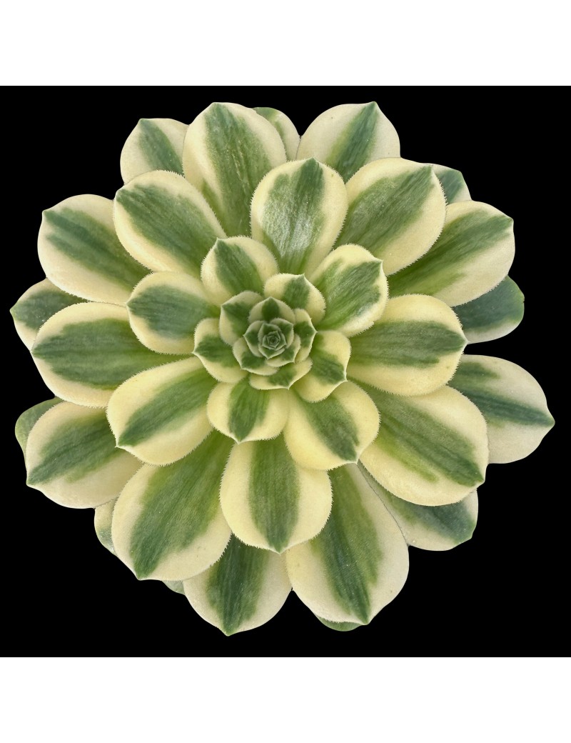 Aeonium 'Maybach'