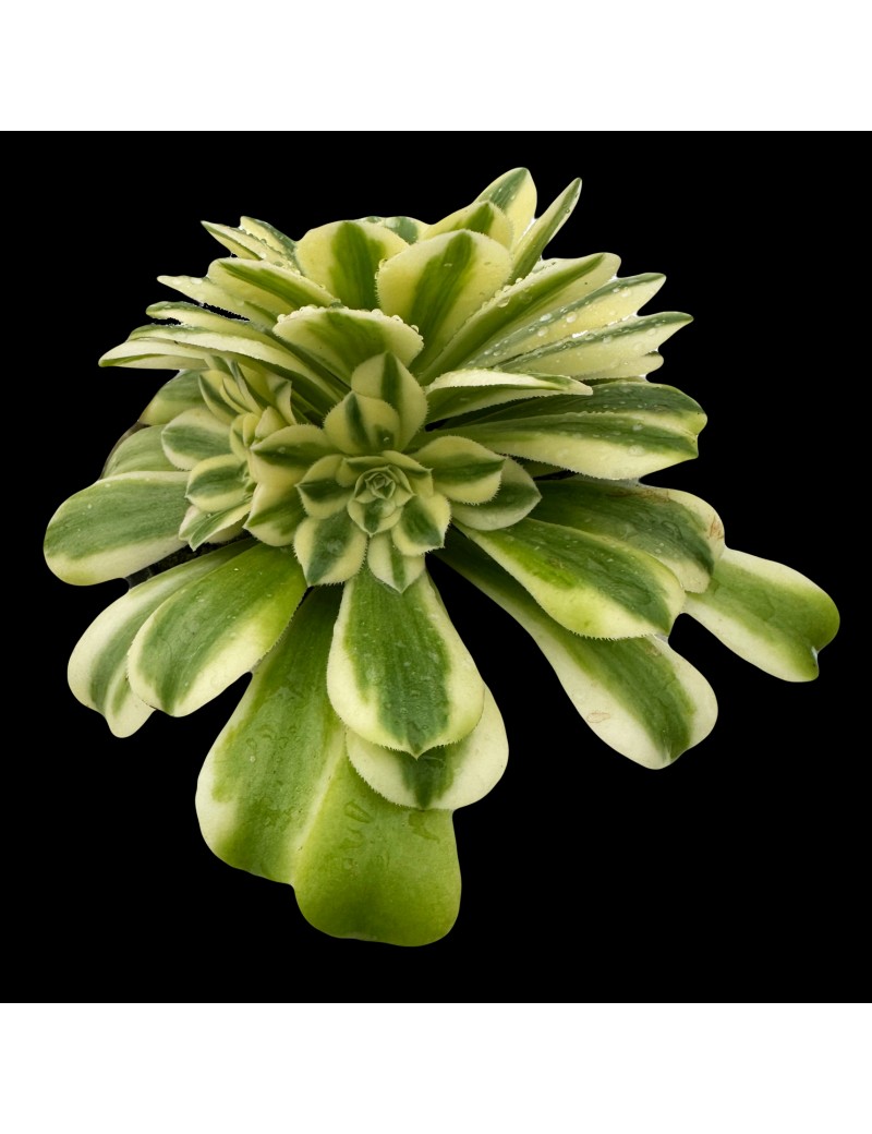 Ferme botanique de Kerveat – Vente en ligne d’aeonium