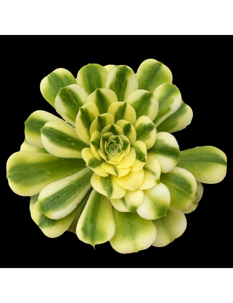 Aeonium 'Maybach'