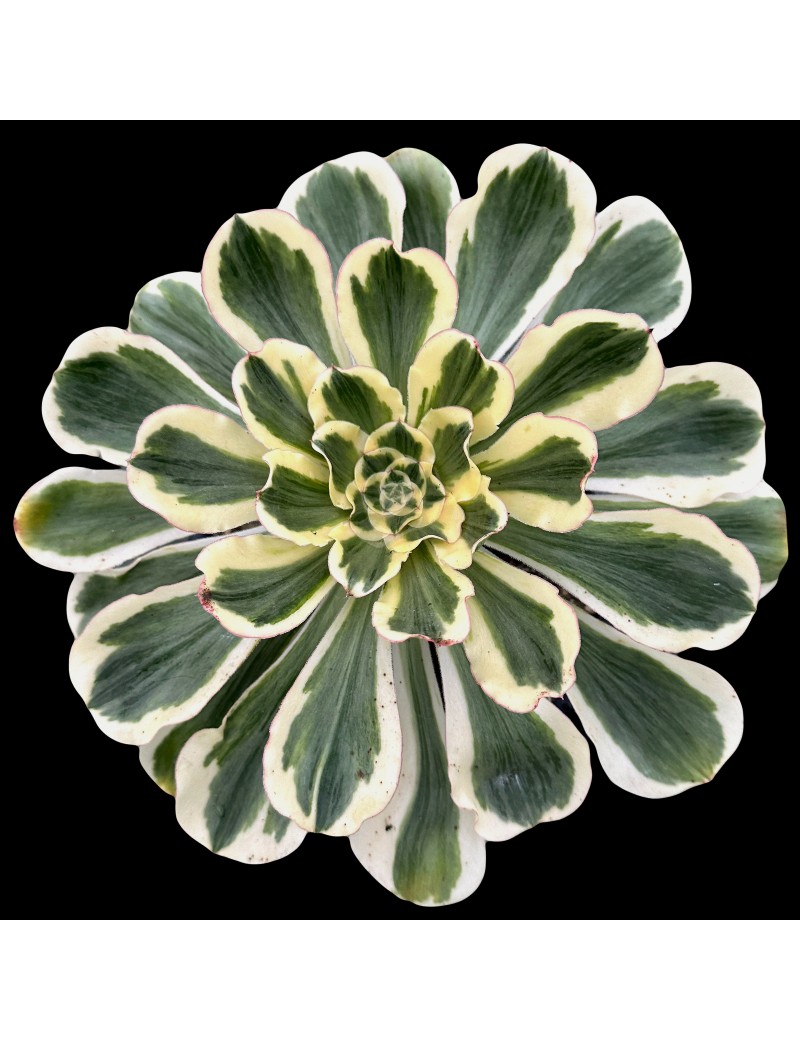 Aeonium 'Zeus'