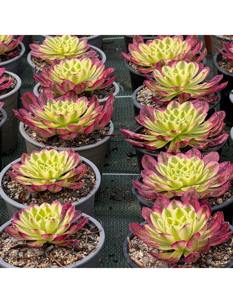 Aeonium 'White Rose'